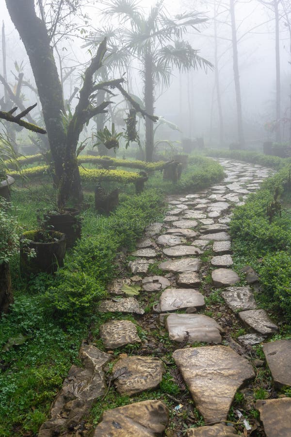 Wet Path in the Garden or Forest with Mist Stock Photo - Image of ...