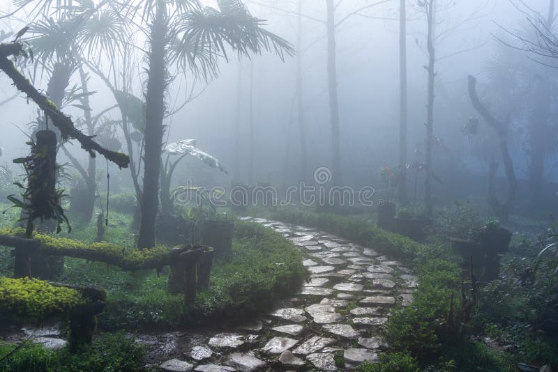 Wet Path in the Garden or Forest with Mist Stock Image - Image of ...