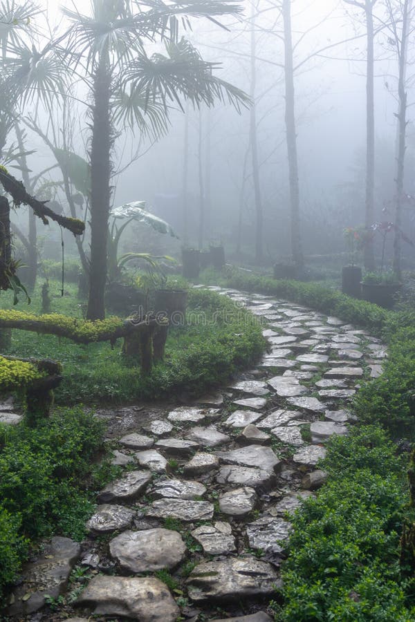 Wet Path in the Garden or Forest with Mist Stock Image - Image of ...