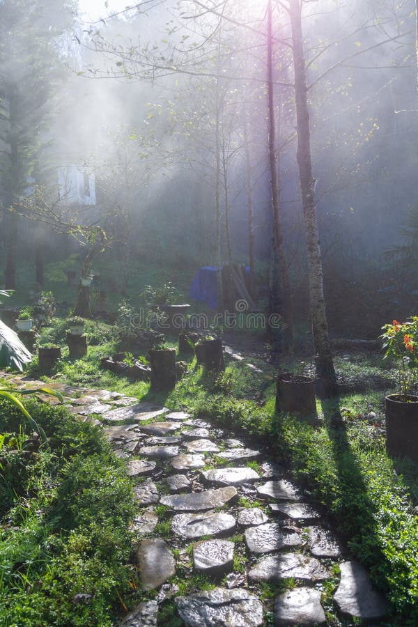 Wet Path in the Garden or Forest with Mist Stock Photo - Image of ...