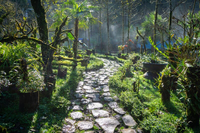 Wet Path in the Garden or Forest with Mist Stock Image - Image of light ...