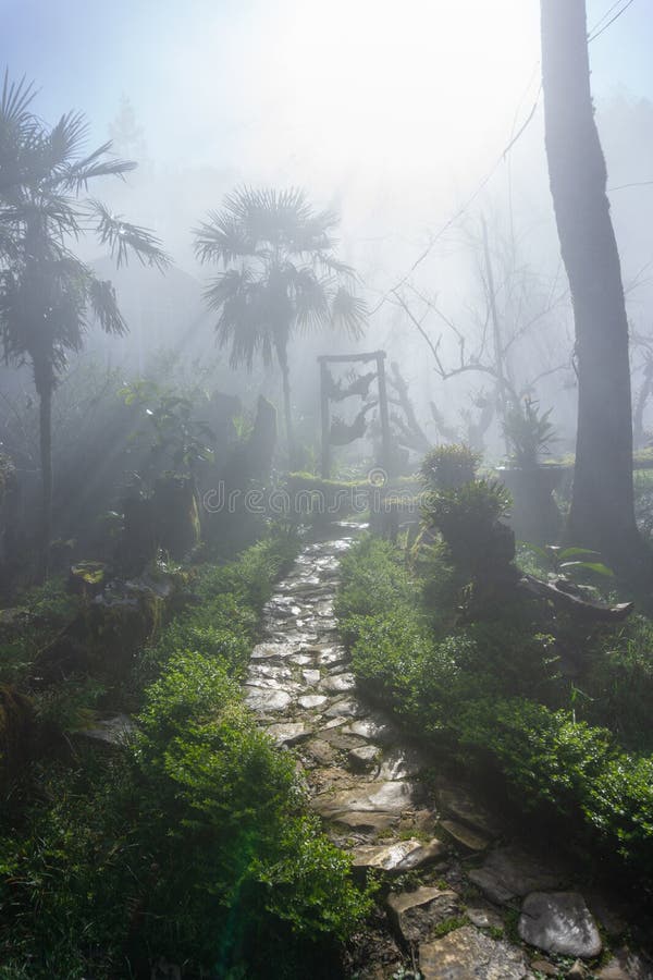 Wet Path in the Garden or Forest with Mist Stock Image - Image of ...