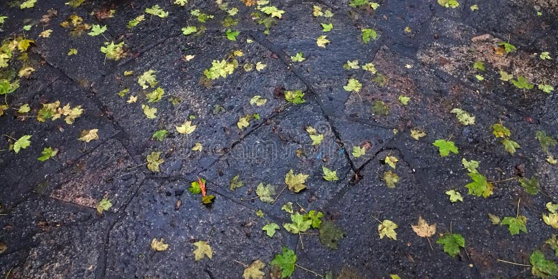 Wet Pavement is Covered with Yellow Leaves Stock Image - Image of ...