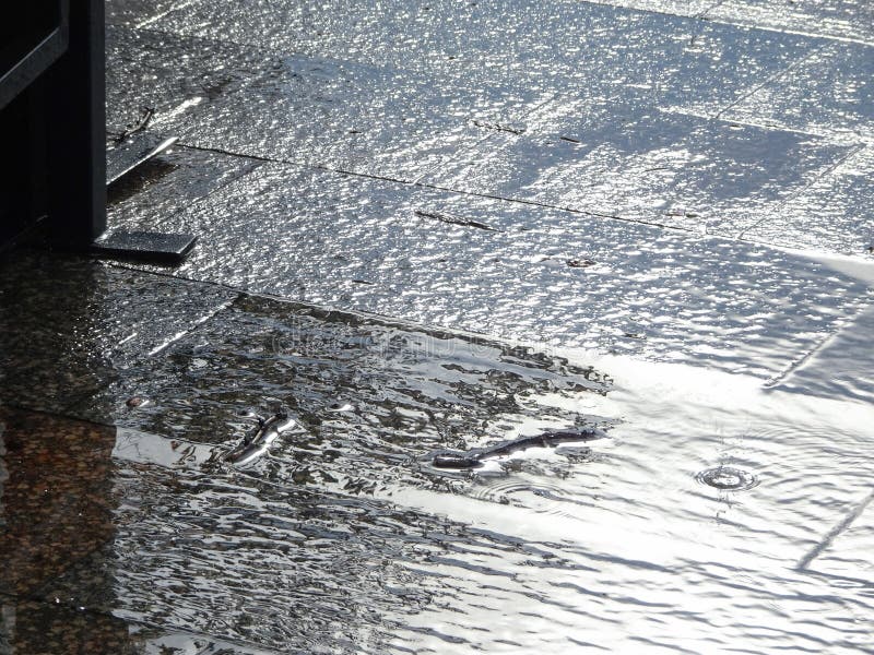 Wet Pavement Slabs in Summer Rain. Quality Photo Stock Photo - Image of ...