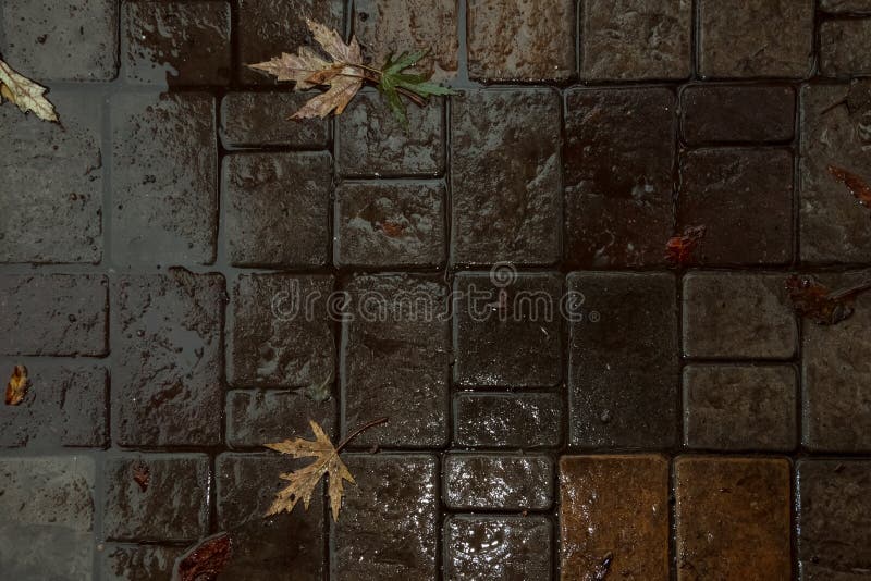 Wet Paving Slabs in the Autumn Evening. Stock Image - Image of fall ...