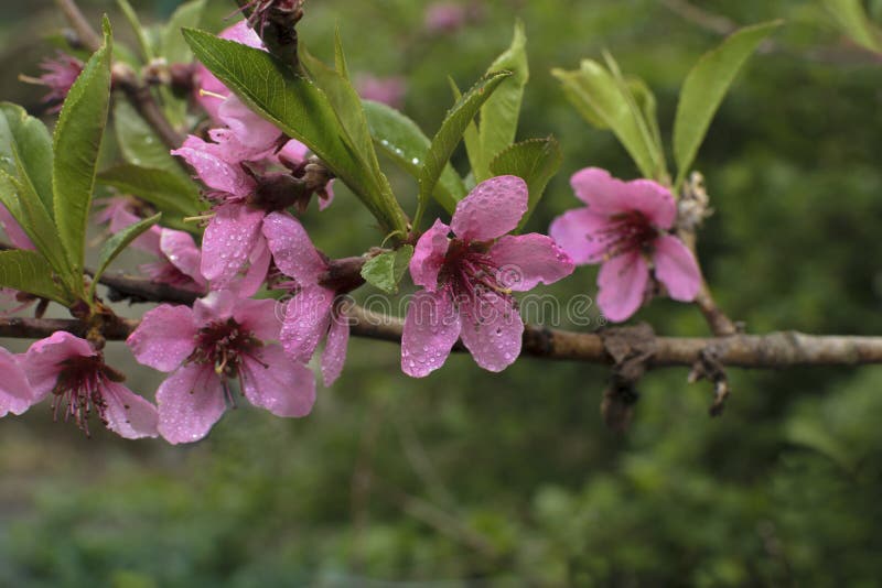 Wet Peach Flowers after the Rain. Stock Image - Image of life, bloom ...