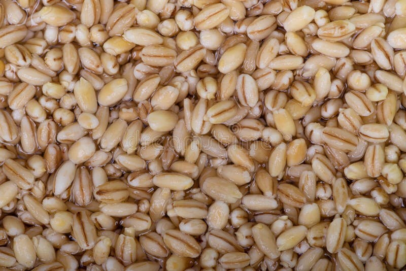 Wet pearl barley stock photo. Image of healthy, pattern - 213639856