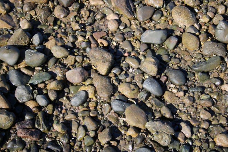 Wet Pebbles, Shingle, Shells on Sea Shore Stock Photo - Image of shells ...