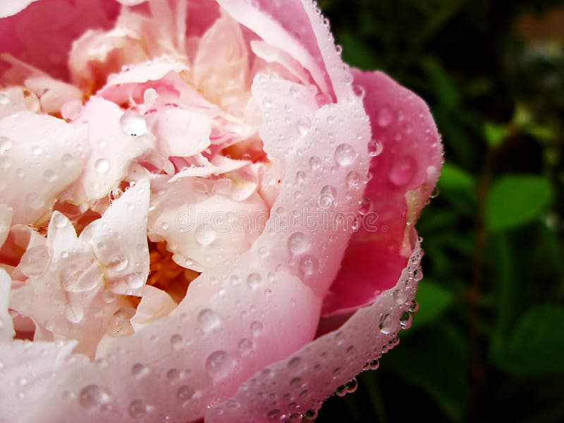 Wet Peonies stock image. Image of focus, perfume, blossoming - 94016713