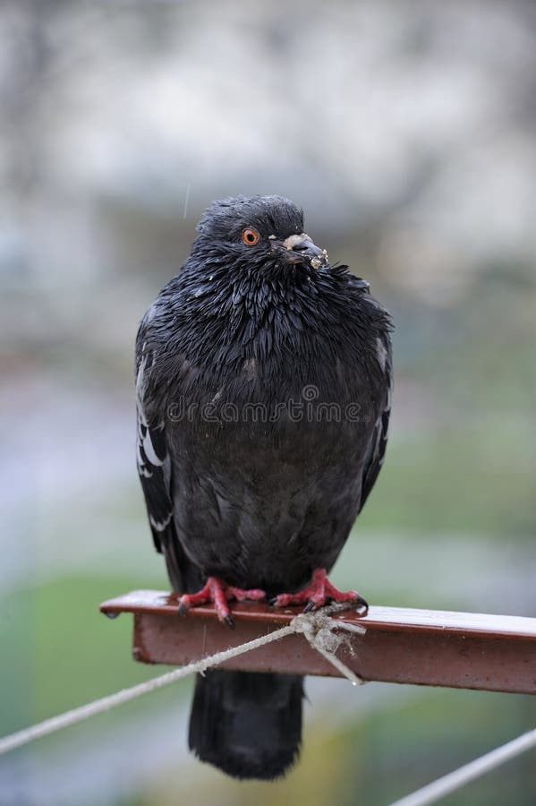 Wet Pigeon with Bread Crumbs on Beak Stock Image - Image of peace, grey ...