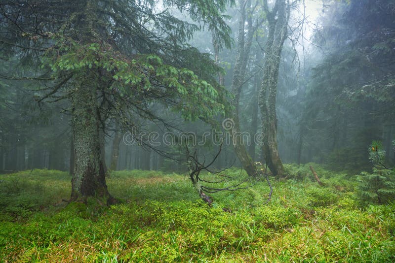 Pine Forest after a Rain in a Blue Mist Stock Image - Image of ...