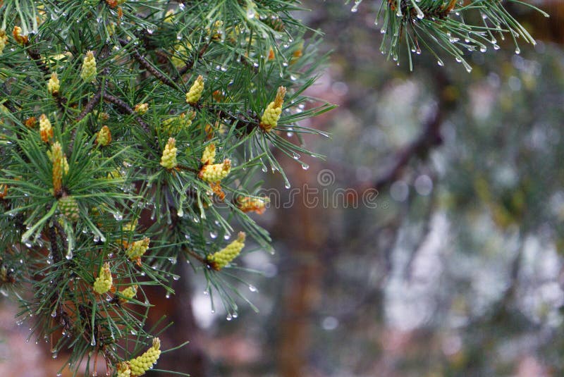 A Wet Pine Tree in the Rain Stock Photo - Image of nature, raindrops ...