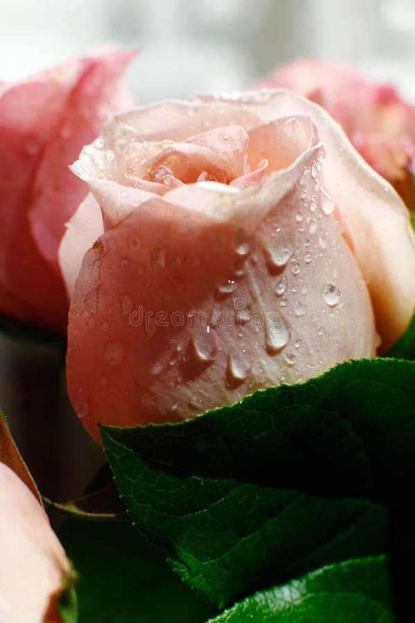 Wet Pink Rose Bud with Drops of Water Flowing Down Stock Photo - Image ...