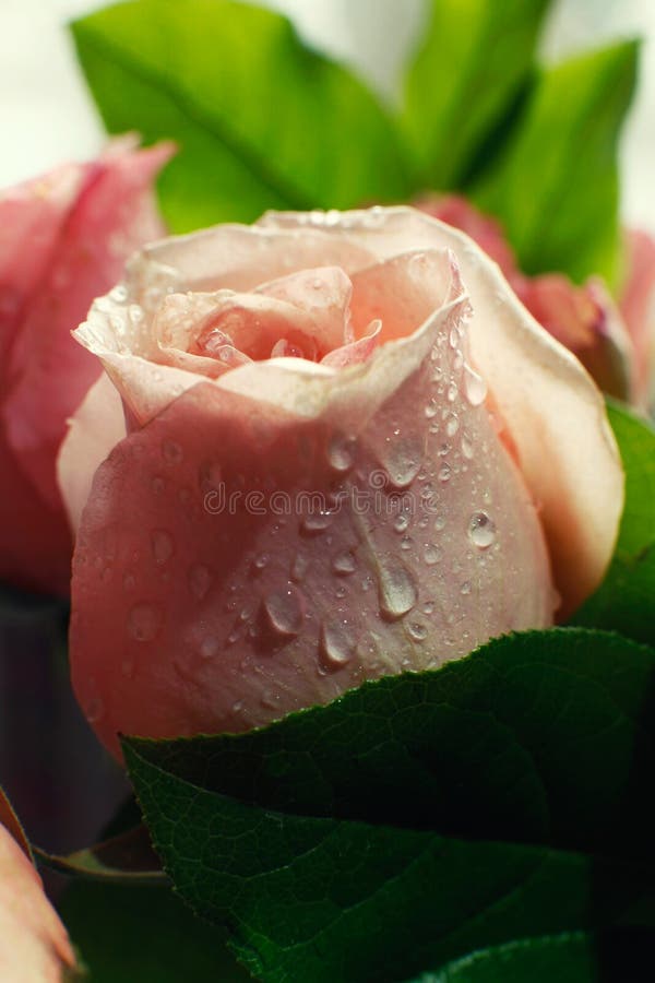 Wet Pink Rose Bud with Drops of Water Flowing Down Stock Photo - Image ...