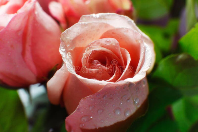 Wet Pink Rose Bud with Drops of Water Flowing Down Stock Image - Image ...