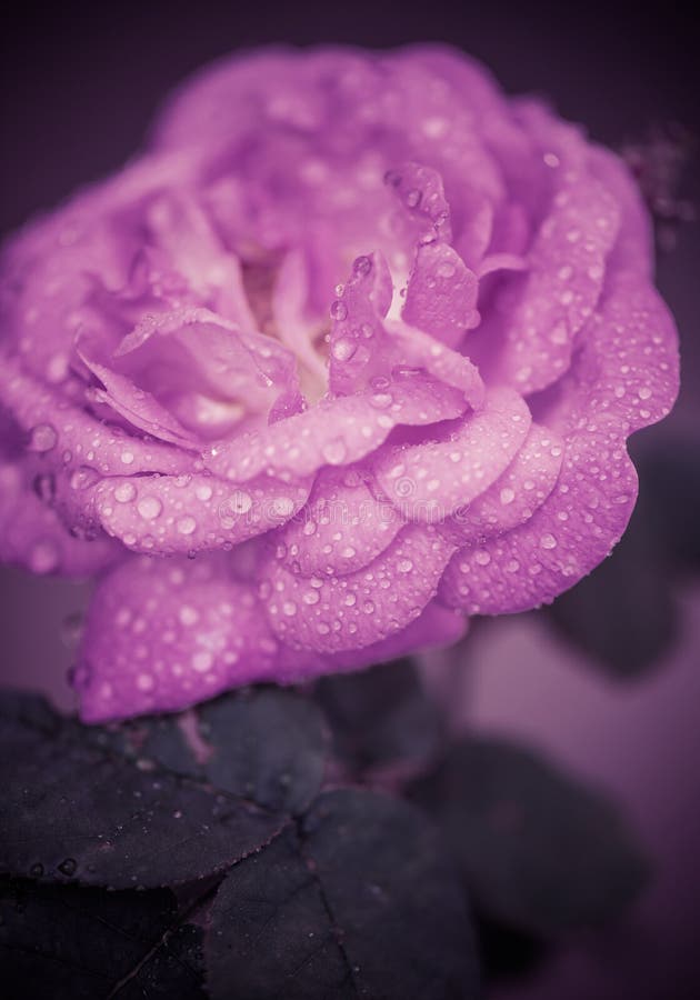 Wet pink rose bud stock photo. Image of daylight, details - 55179010
