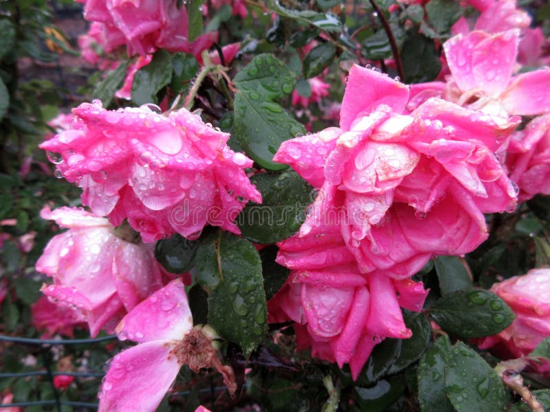 Wet Pink Roses in a Light Rain Stock Photo - Image of roses, water ...