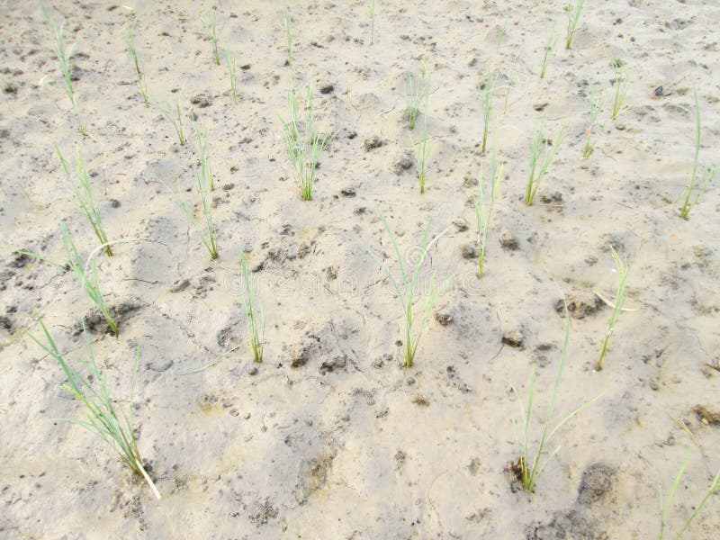 Wet ploughed rice field stock photo. Image of field, country - 74330820
