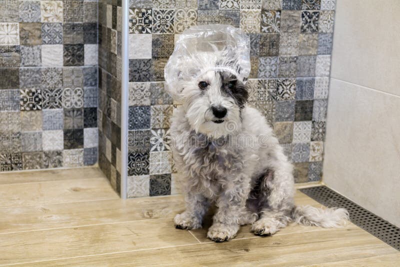 Wet Poodle Dog Taking A Bath Stock Image - Image of doggy, bath: 85985541