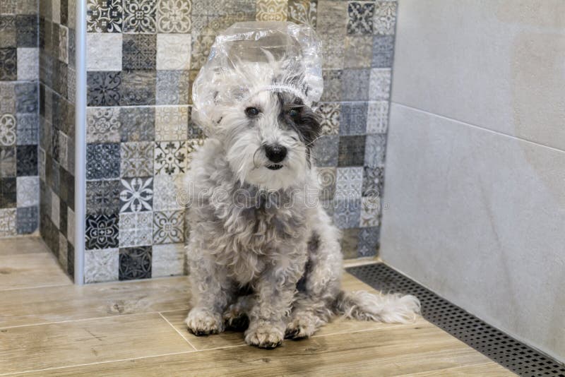 Wet Poodle Dog Taking A Bath Stock Image - Image of doggy, bath: 85985541