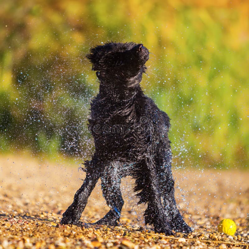 Wet poodle shaking the fur stock image. Image of animal - 80106163