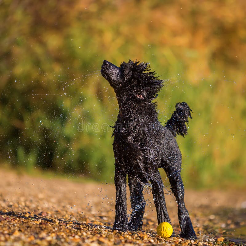 Wet poodle shaking the fur stock image. Image of shaking - 80105997