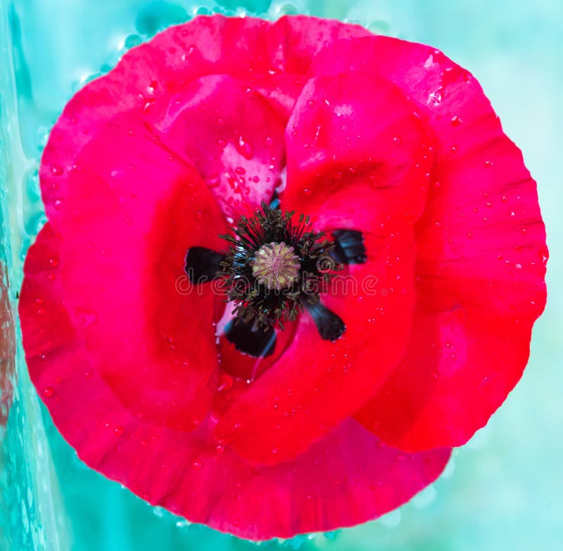 Wet poppy in the water. stock image. Image of clouds - 41314449