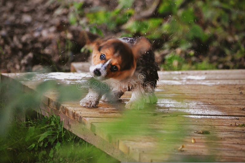 A wet puppy stock image. Image of shaking, puppy, little - 58488721