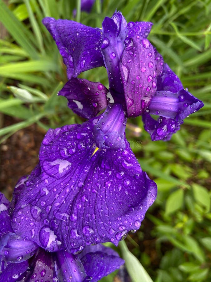 Wet Purple Iris Flower in Spring in June Stock Photo - Image of green ...