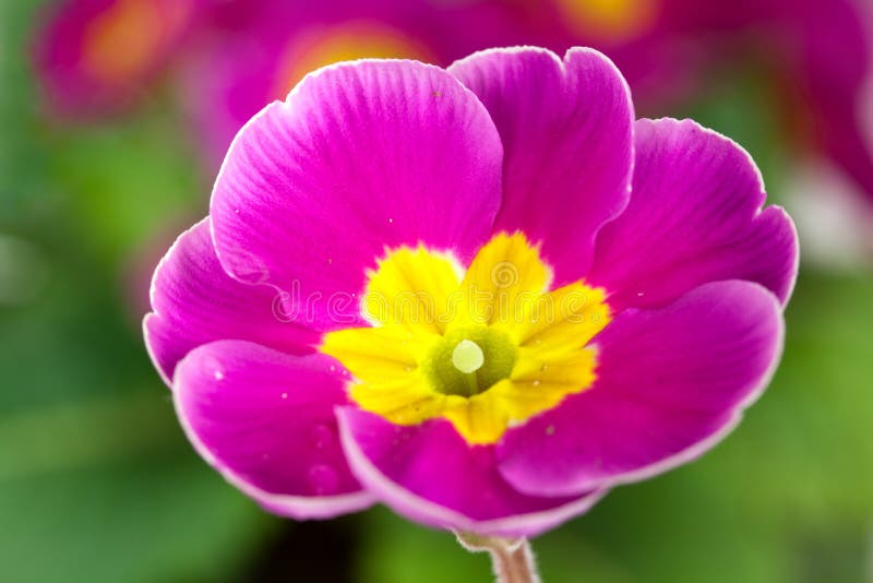 Purple primrose stock image. Image of motherland, style - 92508023