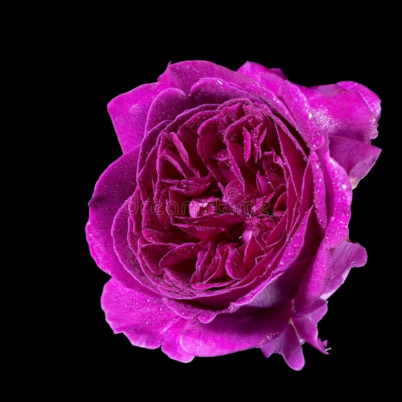 Wet purple rose flower stock image. Image of botany, fragility - 25866041
