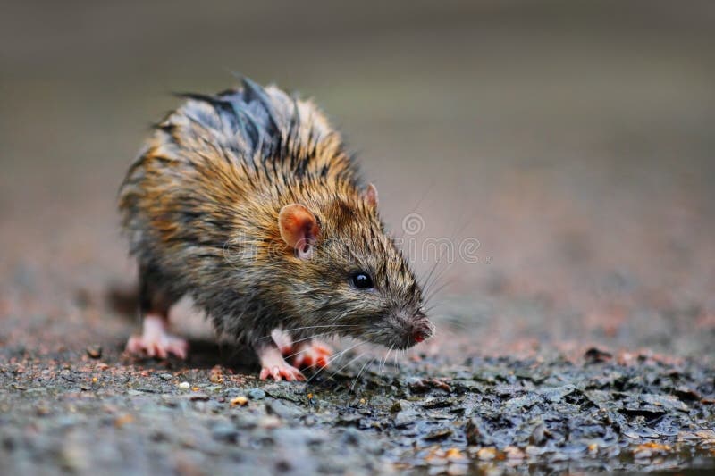 Wet rat stock photo. Image of rain, wild, walking, wilderness - 29977946
