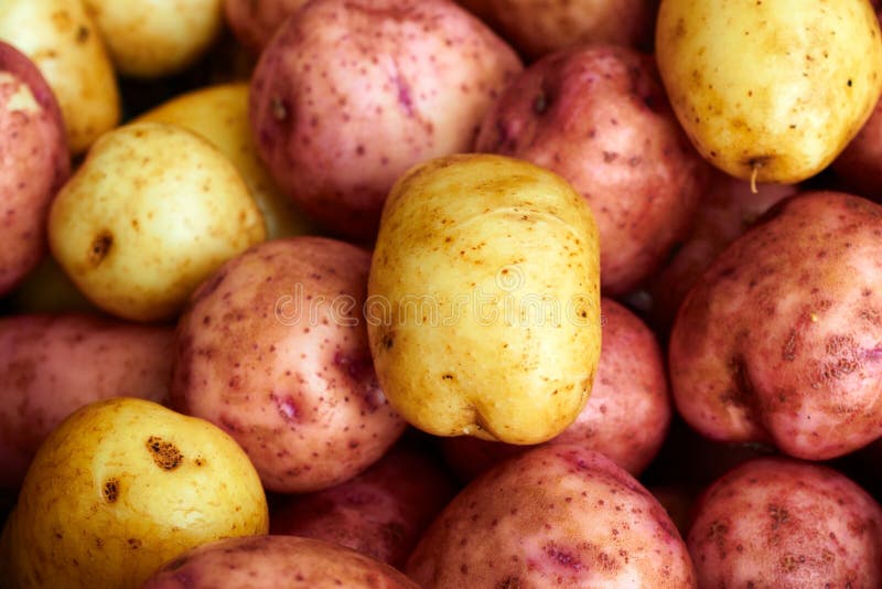 Many Raw Red Potatoes Closeup Stock Image - Image of vegetable, ripe ...