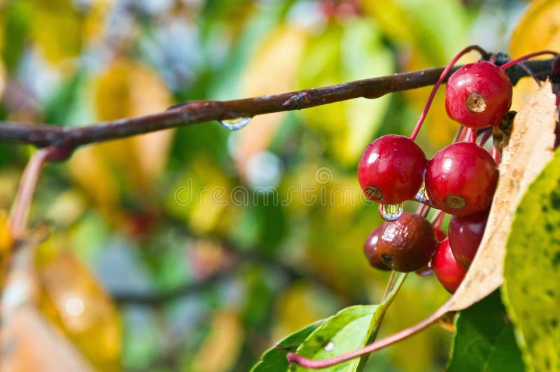 Wet Red Berries stock image. Image of green, water, tree - 45744753