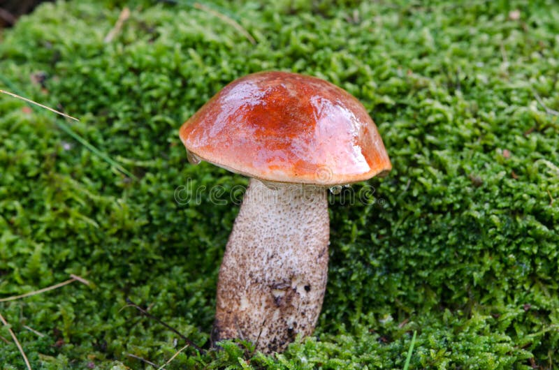 Wet Red Cap Scaber Stalk Mushroom On Moss Stock Photo - Image of diet ...