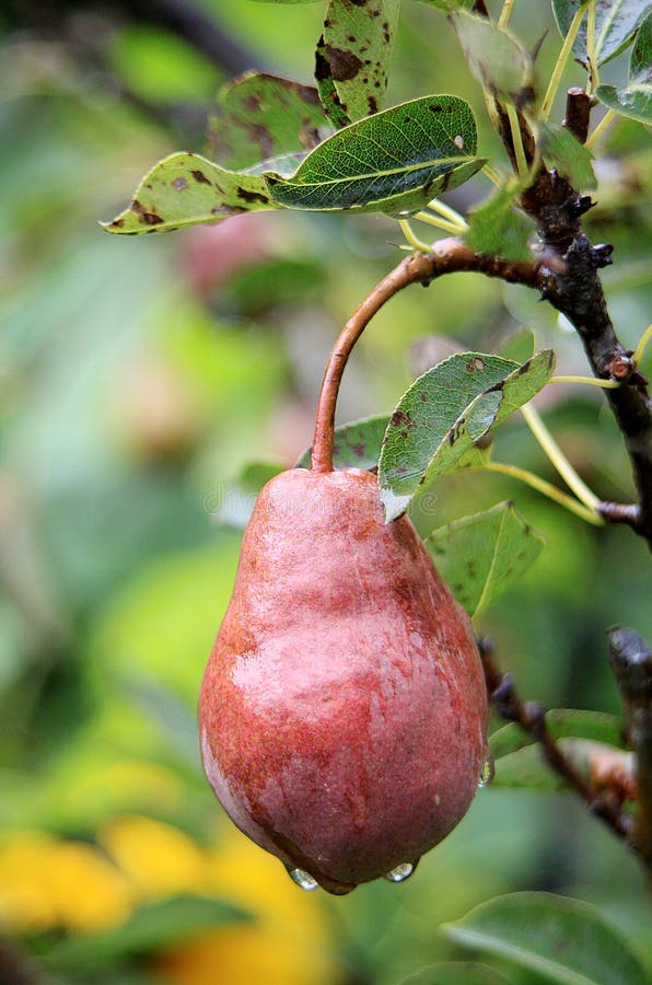 Wet Red Pear on the Branch with Leaves Stock Photo - Image of drop ...