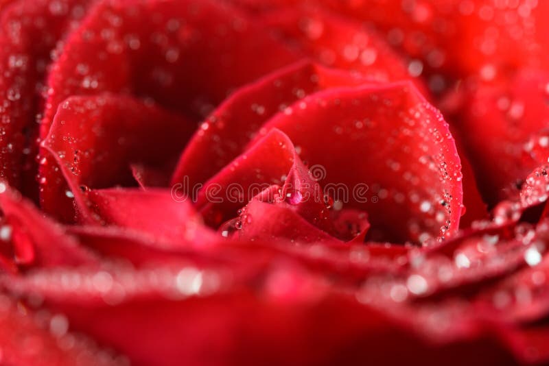 Wet Red Rose Close Up with Water Drops Stock Photo - Image of bloom ...
