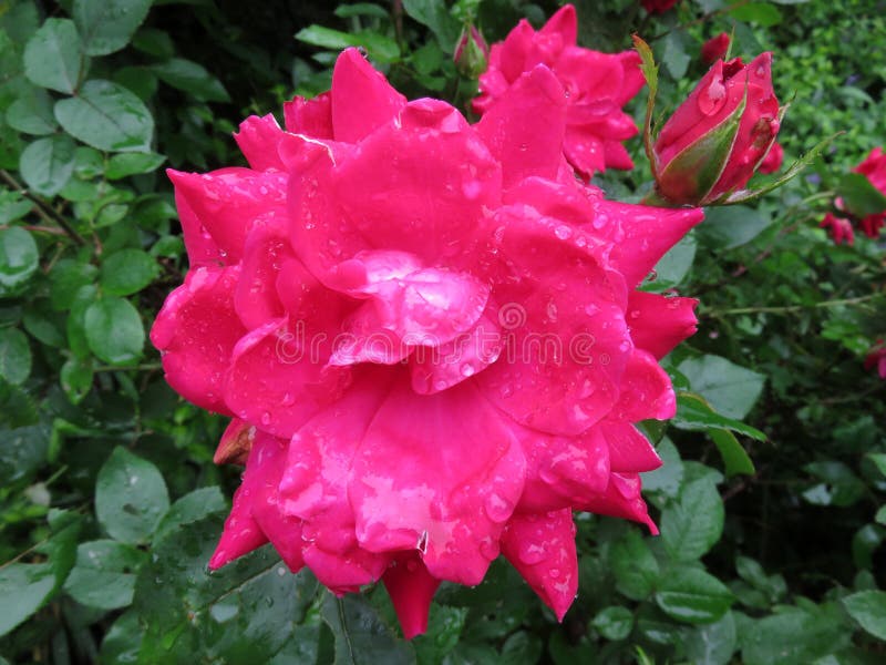 Wet Red Rose in May stock photo. Image of rain, leaves - 147444386
