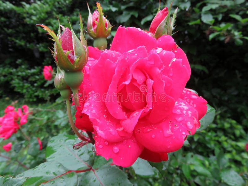 Wet Red Rose in May in Spring Stock Image - Image of green, leaves ...