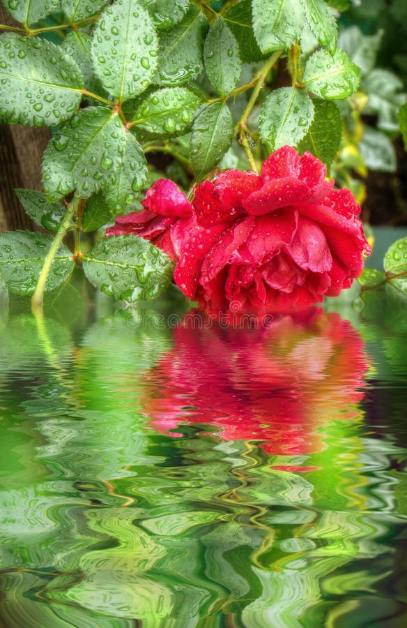 Wet Red Roses stock illustration. Illustration of beautiful - 40668668