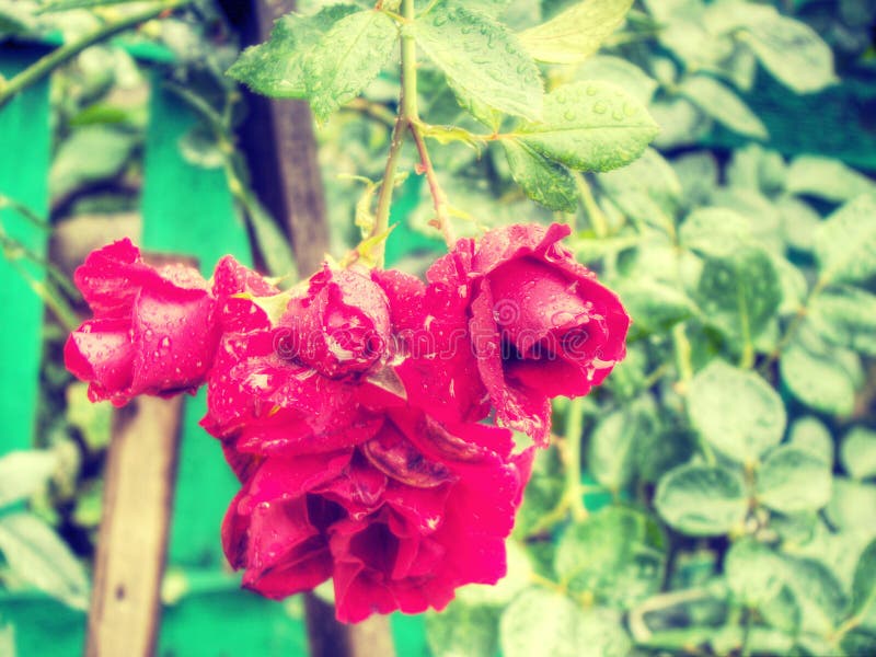 Wet Red Roses stock image. Image of bloom, bright, nature - 40991729