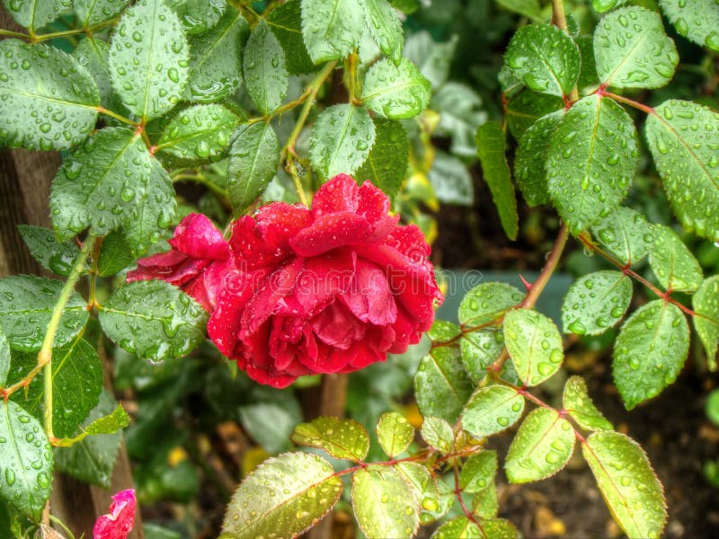 Wet Red Roses stock illustration. Illustration of decorative - 41015946