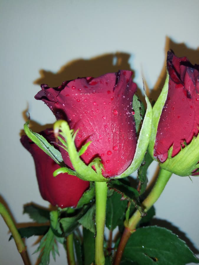 Wet red roses stock image. Image of shadow, water, droplets - 97259249