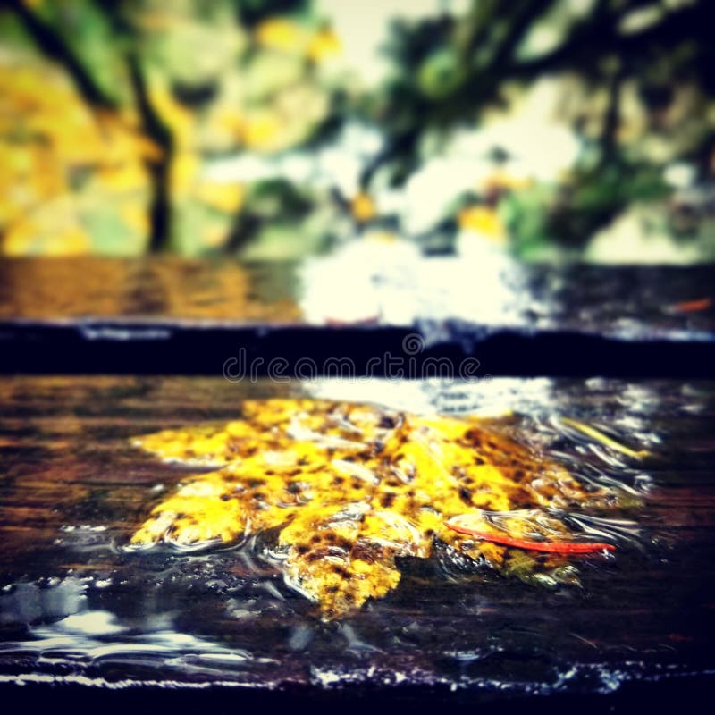 Wet reflection of autumn stock image. Image of autumn - 202598273