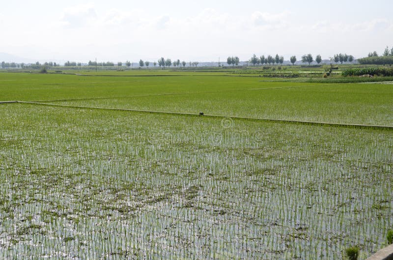 Wet rice fields in Yunnan stock image. Image of rice - 32388031
