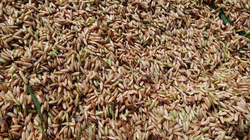 Wet Rice Grain is Being Dried in the Sun Stock Image - Image of grass ...