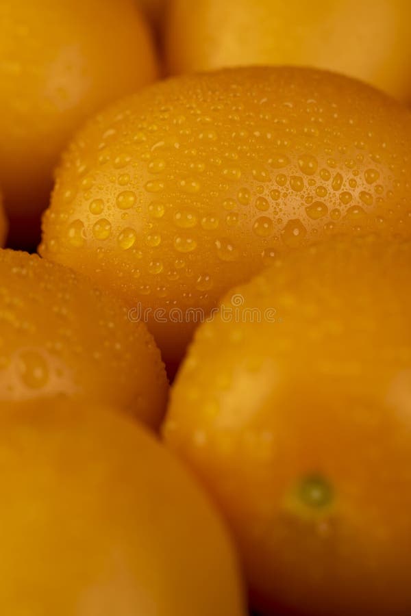 Wet Ripe Orange Tomatoes that are on the Table, Clean Washed Stock ...