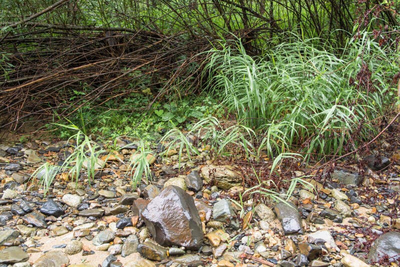 Plants on rocks in river stock image. Image of detail - 7041769
