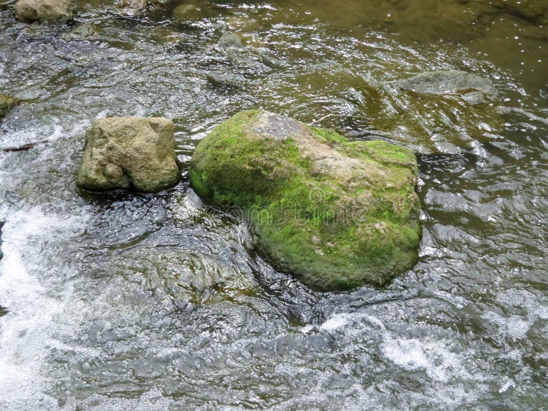 Stone in a River Covered with Green Algae Stock Image - Image of palash ...