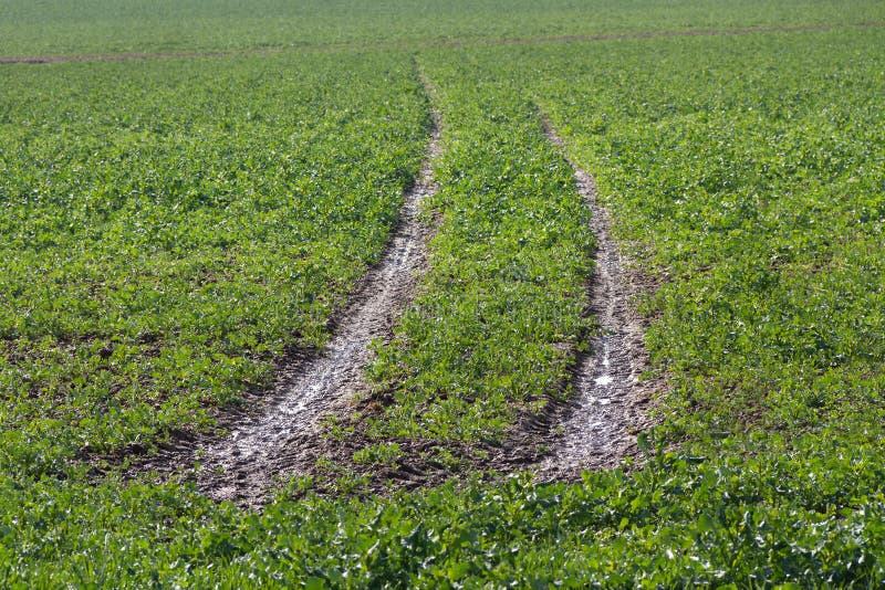 Wet road in a field. stock image. Image of field, print - 72748179